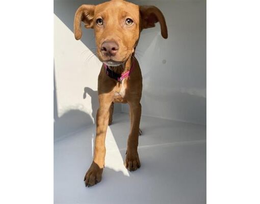 Houston, TX - Vizsla/Rhodesian Ridgeback. Meet A645333 a Pet for ...