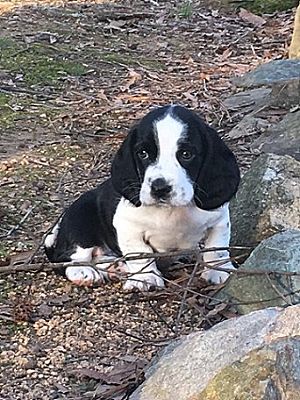 Charleston, SC - Basset Hound. Meet Scout a Pet for Adoption ...