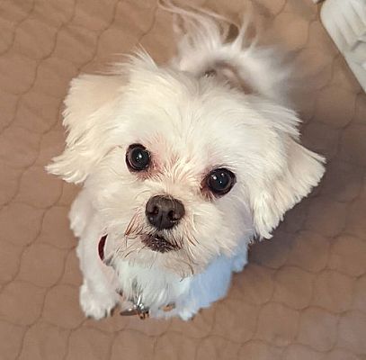 Greensboro, NC - Maltese. Meet Charlie a Pet for Adoption - AdoptaPet.com