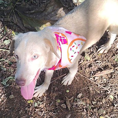 Albion, NY - Spaniel (Unknown Type)/Mixed Breed (Medium). Meet Sandy a ...