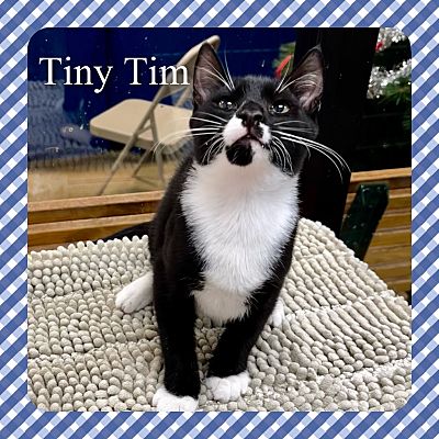 Augusta, GA - Domestic Mediumhair. Meet Tiny Tim a Pet for Adoption ...