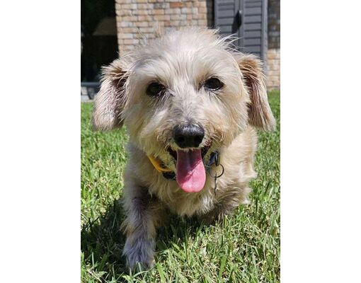 Santa Fe, TX - Terrier (Unknown Type, Medium)/Yorkie, Yorkshire Terrier ...