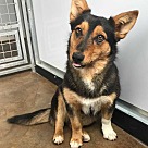 Corgi Puppies - Corgi Rescue and Adoption Near You