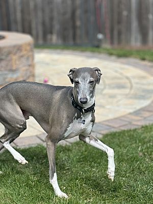 Brockton, MA - Italian Greyhound. Meet Brody a Pet for Adoption ...