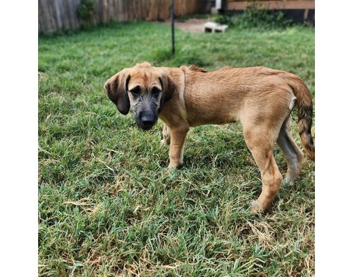 Rochester, NY - Rhodesian Ridgeback/Poodle (Standard). Meet Beatrice AL ...