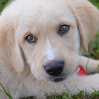 Carencro, LA - Great Pyrenees/Labrador Retriever. Meet Edgar a Pet for ...