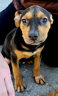Crescent City, FL - Black Mouth Cur/Labrador Retriever. Meet Puppy ...