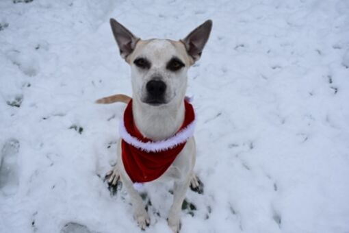 Lewiston, ME - Australian Cattle Dog. Meet Chanclas - Available 1/2 a ...