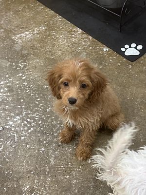 WARREN, OH - Cockapoo. Meet Luna a Pet for Adoption - AdoptaPet.com