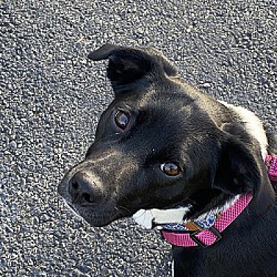 Philadelphia, PA - Beagle/Hound (Unknown Type). Meet Aster a Pet for ...