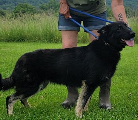 Baltimore, MD - German Shepherd Dog. Meet Shelby a Pet for Adoption ...