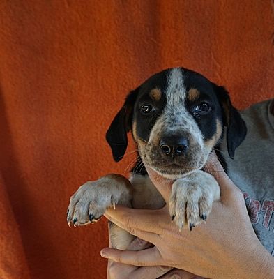 Oviedo, FL - Australian Shepherd/German Shorthaired Pointer. Meet Sully ...