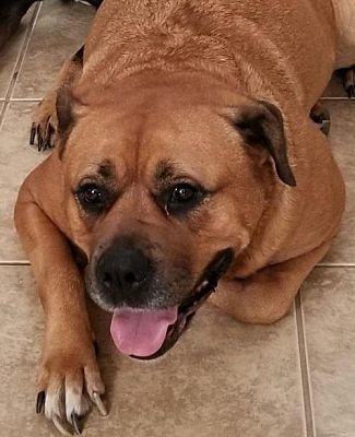 Orange, CA - Rottweiler. Meet Sadie (& Ruger) a Pet for Adoption ...