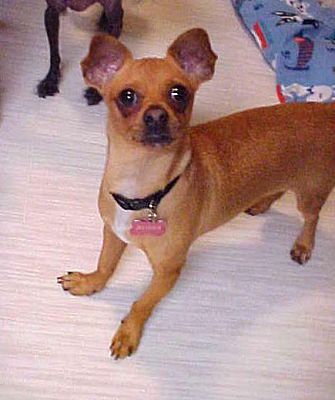 Dahlgren, VA - Miniature Pinscher/Dachshund. Meet Jake - 10 pounds a ...