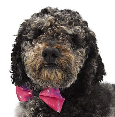 Springfield, OH - Cockapoo. Meet Romine a Pet for Adoption - AdoptaPet.com