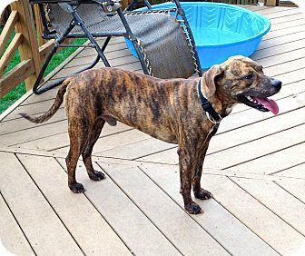 Ijamsville, MD - Mountain Cur. Meet Max a Pet for Adoption.