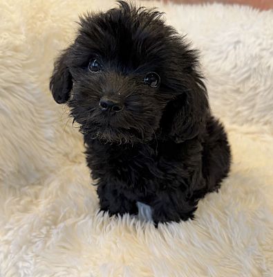 Houston, TX - Cavalier King Charles Spaniel/Poodle (Standard). Meet ...