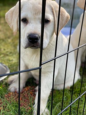 Yorkville, IL - Labrador Retriever. Meet Luigi a Pet for Adoption ...