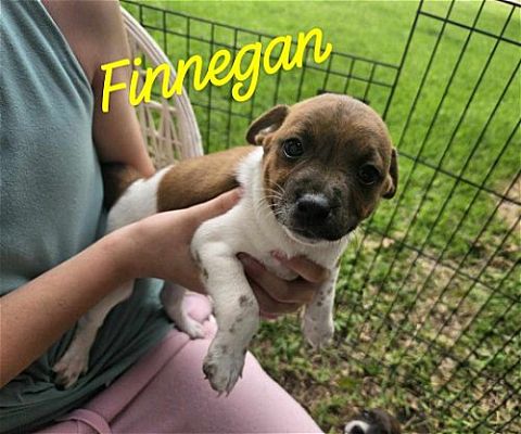 Saunderstown, RI - Jack Russell Terrier. Meet Finnegan Wood CW D 2024 ...