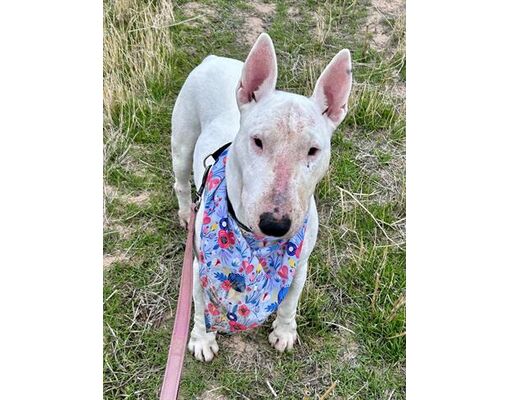 Casa Grande, AZ - Bull Terrier. Meet GERTRUDE a Pet for Adoption ...