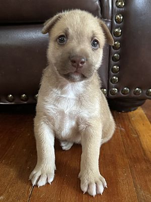 Grass Valley, CA - Pitsky. Meet Maple a Pet for Adoption - AdoptaPet.com