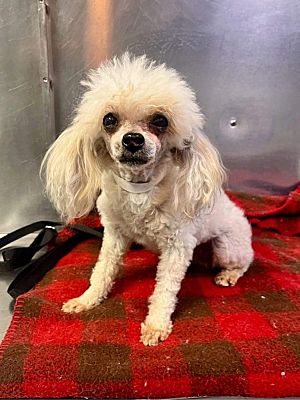 New York, NY - Poodle (Miniature). Meet Barstool Kate a Pet for ...