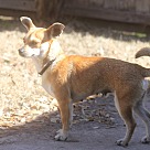 Corgi Puppies - Corgi Rescue and Adoption Near You