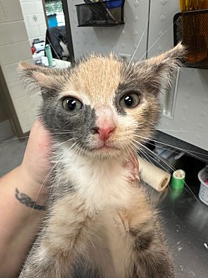 Rome, GA - Domestic Mediumhair. Meet LACEY a Pet for Adoption ...