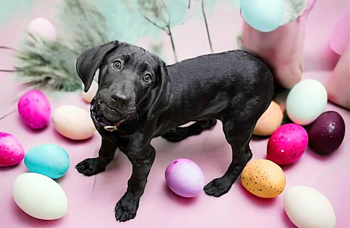 Collingswood, NJ - Great Dane. Meet Raven a Pet for Adoption ...