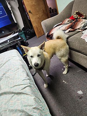 Palmer, NE - Husky/Pitsky. Meet Loki a Pet for Adoption - AdoptaPet.com