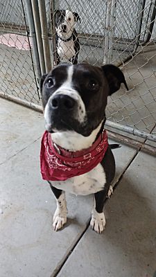 Winston, OR - American Pit Bull Terrier/Border Collie. Meet Bo a Pet ...