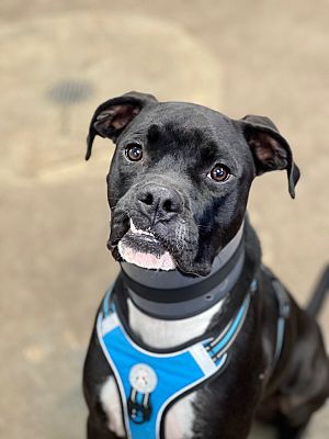 Duncan, OK - Boxer/Mixed Breed (Medium). Meet Drifter a Pet for ...