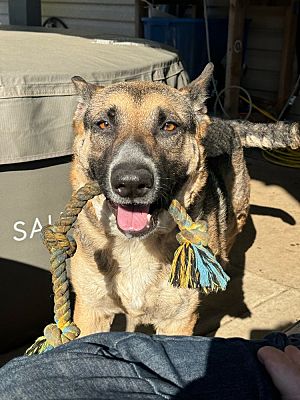 Langley, BC - German Shepherd Dog. Meet Perci (Local Seattle) KP a Pet ...