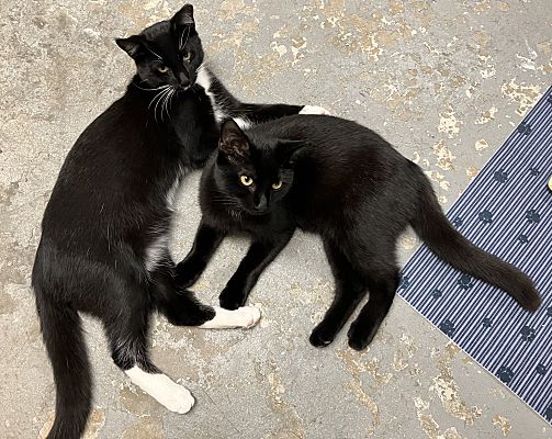 Harrison, NY - Domestic Shorthair. Meet Sydney & Carmy - Courtesy a Pet ...