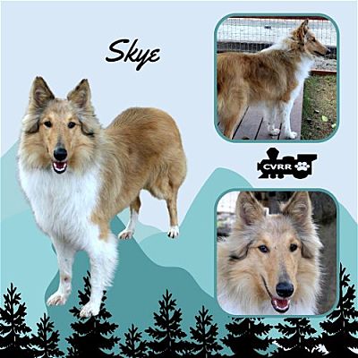 Lindsay, CA - Collie. Meet Skye (Ritzy) a Pet for Adoption - AdoptaPet.com