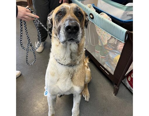 Idaho Falls, ID - Great Dane/Belgian Malinois. Meet Keno a Pet for ...