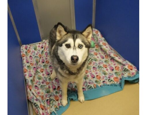 Rochester, MN - Alaskan Klee Kai/Mixed Breed (Medium). Meet Pandora a ...