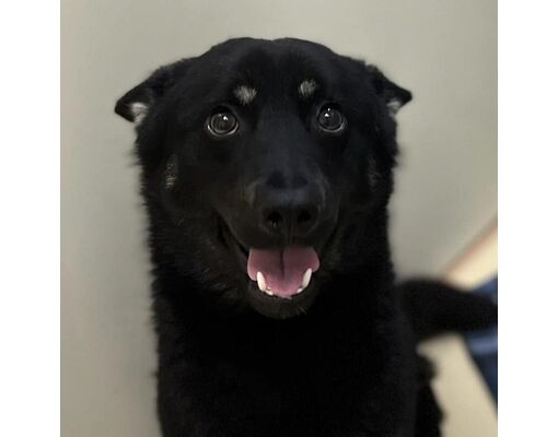 Madison, WI - Schipperke/Mixed Breed (Medium). Meet Skipper a Pet for ...