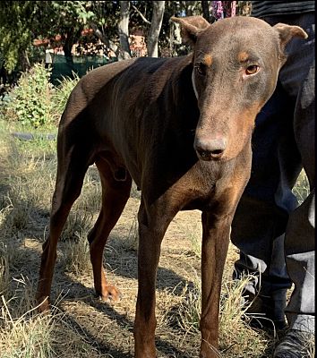Toronto, ON - Doberman Pinscher. Meet Hercules a Pet for Adoption ...