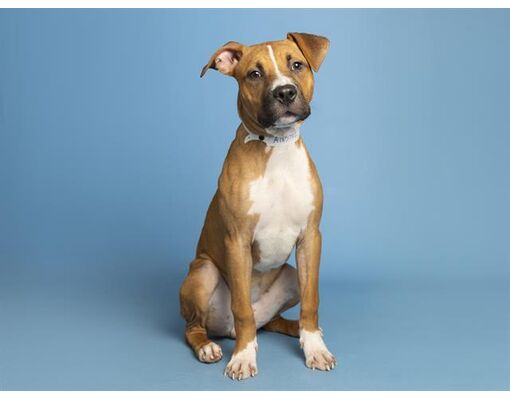 Phoenix, AZ - Boxer/American Pit Bull Terrier. Meet WINNIE a Pet for ...