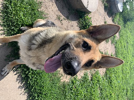 Chippewa Falls, WI - German Shepherd Dog. Meet Bria a Pet for Adoption ...