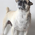 Pug Puppies - Pug Rescue and Adoption Near You