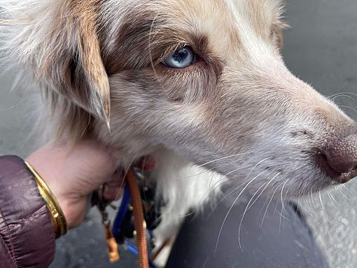 Renton, WA - Australian Shepherd. Meet Bella a Pet for Adoption ...