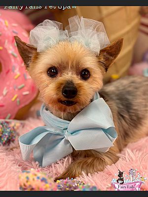 Winchester, KY - Yorkie, Yorkshire Terrier. Meet Ginger a Pet for ...