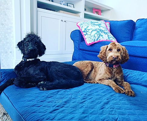 McLean, VA - Labradoodle. Meet Toby a Pet for Adoption - AdoptaPet.com