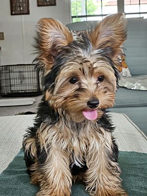 Melbourne, FL - Yorkie, Yorkshire Terrier. Meet Bindi a Pet for ...