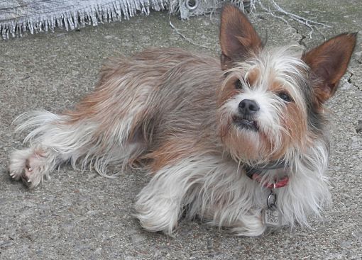 Clarksville, TN - Yorkie, Yorkshire Terrier/Wirehaired Fox Terrier ...