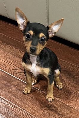 Lake Hiawatha, NJ - Rat Terrier/Yorkie, Yorkshire Terrier. Meet Tempest ...