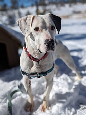 Pagosa Springs, CO - Australian Cattle Dog/Dalmatian. Meet Snoopy a Pet ...