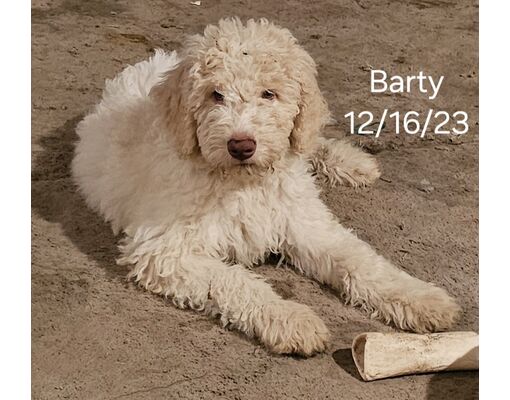 Lakeland, FL - Goldendoodle/Goldendoodle. Meet Barty a Pet for Adoption ...
